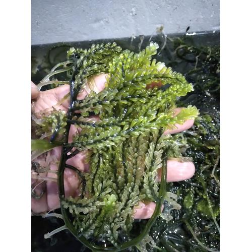 Promo Rumput LAWI LAWI - Macroalgae / Rumput Laut - Kota Depok - Vijay ...