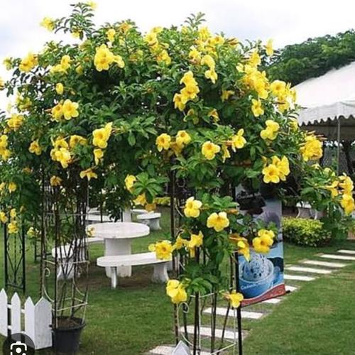 Jual Tanaman Hias Rambat Bunga Alamanda Terompet Emas - Kab. Bogor ...