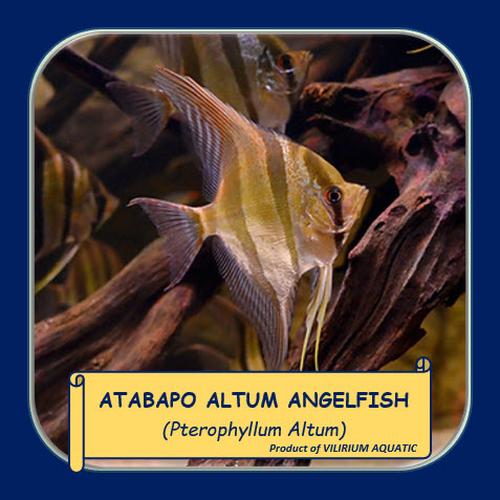 Promo IKAN HIAS AIR TAWAR - ANGELFISH ALTUM ATABAPO / MANFISH ALTUM ...
