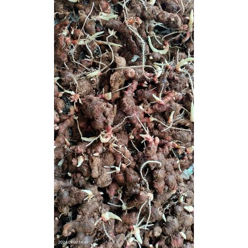 Jual Bibit Jahe merah Bertunas / Benih jahe merah Bertunas ./ Jahe ...