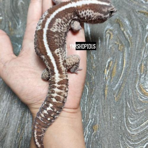 Jual NEW STOCK AFRICAN FAT TAILED GECKO | GECKO AFT 01 KODE 555 - Kota ...
