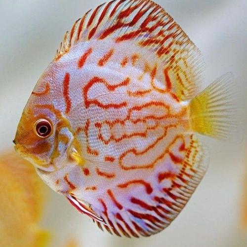 Jual Ikan hias Discus white Pigeon 1 inchi kualitas terbaik - 4cm/1 ...