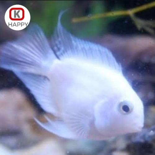 Jual Ikan hias cherry ikan cery parot ikan langka exotis ikan parrot ...