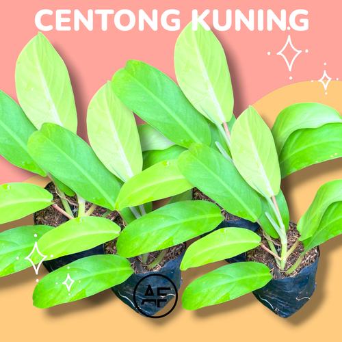 Promo Tanaman srigading centong kuning tanaman teras, tanaman aquactik ...
