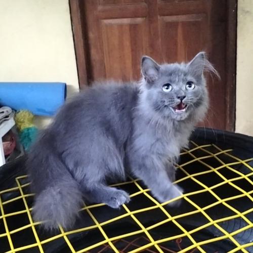 Jual kucing kitten persia warna abu abu solid - Kab. Ngawi - GatulCat ...