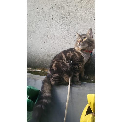 Promo Kucing Bigbone PERSMED/ Persia Medium Bulu Kapas Longhair - Kab ...