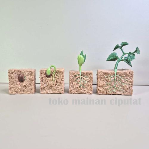 Jual Mainan edukasi Siklus Tumbuh Tanaman Life Cycle of a Plant ...