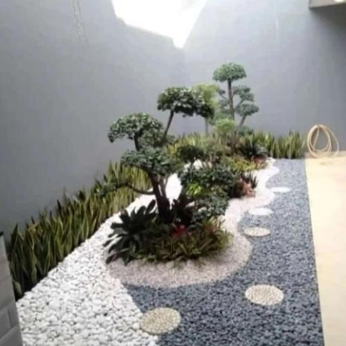Jual pembuatan taman kering dan pohon Lida metua - Kota Tangerang ...