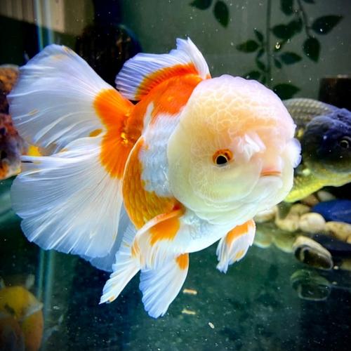 Jual Ikan Koki Oranda Besar berkualitas, Ikan hias Ikan Mas Murah - 13-14cm - Kota Surabaya ...