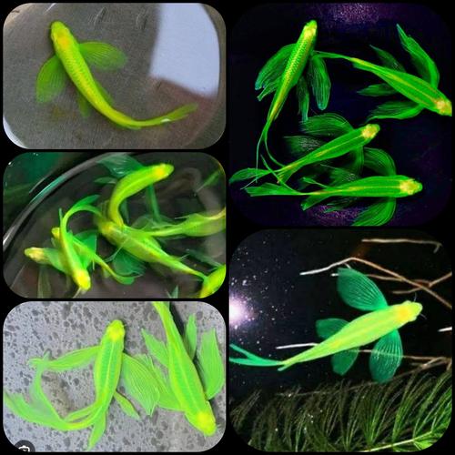 Jual ikan hias green danio slayer untuk aquarium dan aquascape - Kota ...