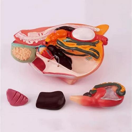 Jual Animal Chicken Anatomy Teaching Model / Chicken Anatomy Model ...