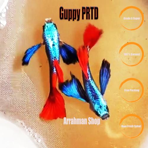 Jual ikan Guppy PRTD sepasang - ikan hias guppy berkualitas super pilihan hight quality platinum ...