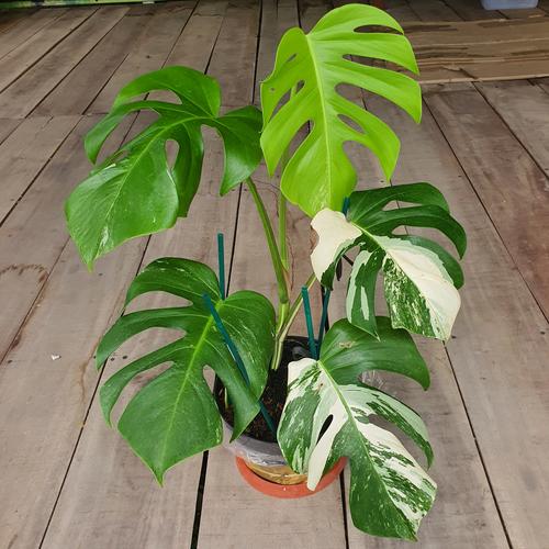 Jual Monstera variegata white tiger monsvar monvar varigata putih - Kab ...