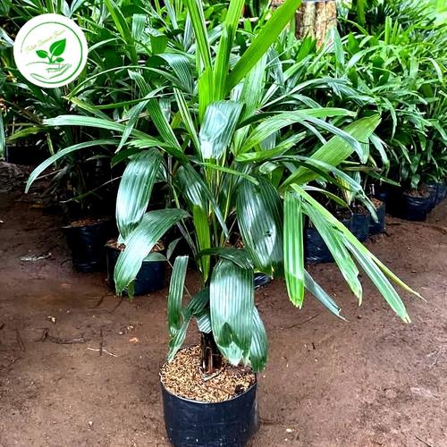 Jual Tanaman hias indoor palem waregu - palem regu tinggi pohon 100cm ...
