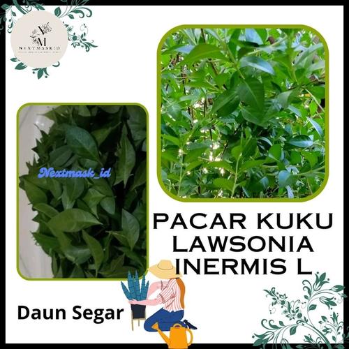 Promo Daun Henna Segar - Daun Inai - Pacar Kuku - Pewarna Kuku Hena Art ...