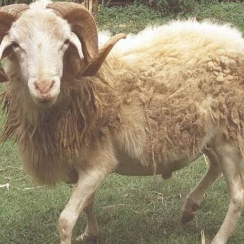 Jual Domba Hidup / Domba Qurban / Kambing Hidup / Kambing Kurban ...
