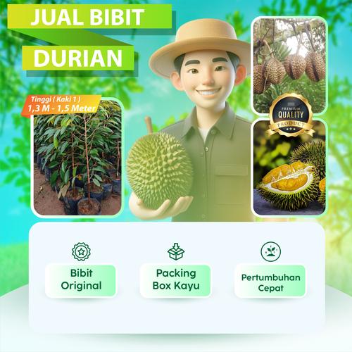 Jual BEST SELLER !!! Bibit Durian SIAP BERBUAH Tinggi 1,5 Meter ...