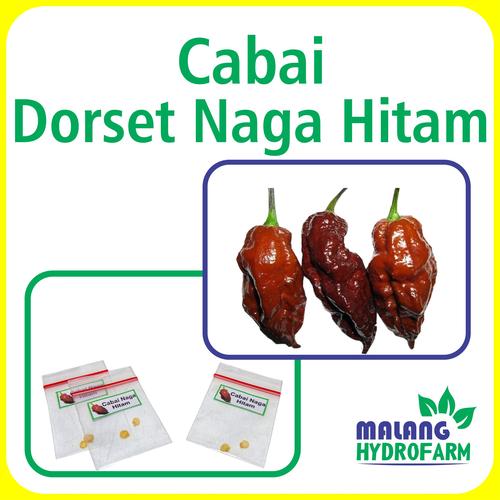 Jual Benih Cabai Dorset Naga Hitam Unggulan Berkualitas biji bibit ...