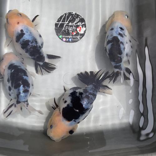 Jual RANCHU RANCU SAPI / IKAN MAS KOKI RANCHU COW / GOLDFISH FANCY ...