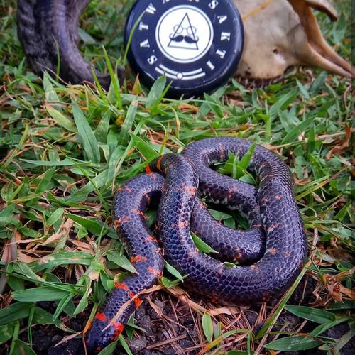 Jual Ular pipe snake jinak lucu - Kab. Bogor - Satwa Sakti | Tokopedia