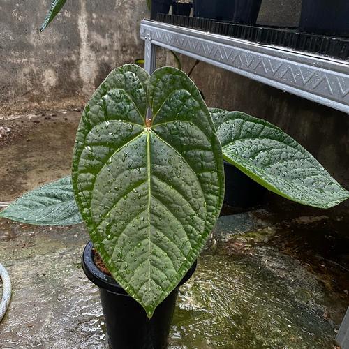 Jual Anthurium luxurians x dorayaki - Kab. Bogor - Nikisa Flora77 ...
