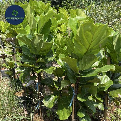 Promo Pohon Ketapang Biola Cantik Tinggi 1 Meter Kualitas Terbaik ...