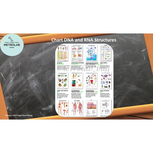Jual Chart DNA and RNA Structures, Art Paper 230 gr - Kab. Bandung ...