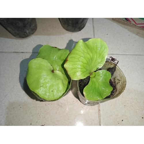 Jual simbar wandae papua ukuran anakan dan remaja - Kota Malang ...