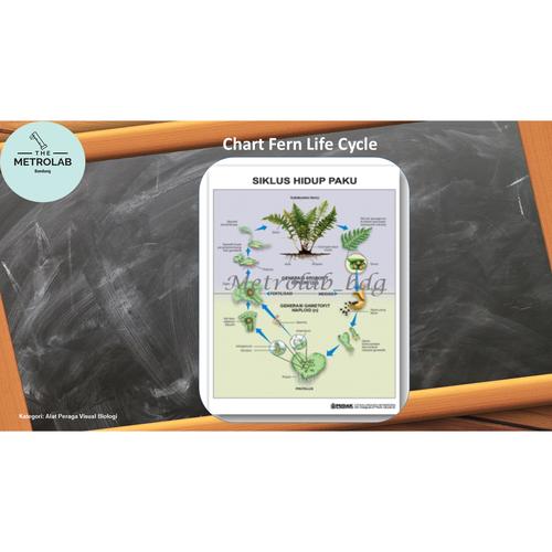 Jual Chart Fern Life Cycle | Visual Chart - Kab. Bandung - Metrolab ...