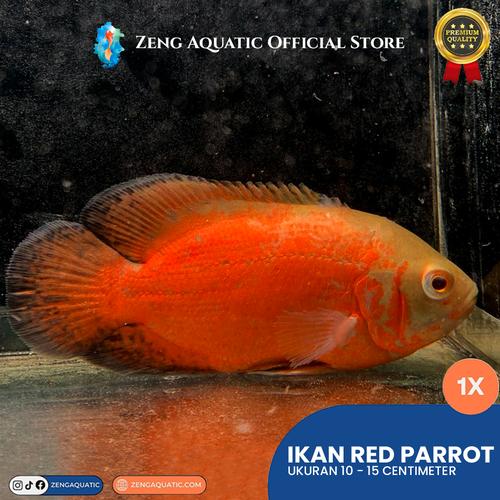 Jual RED Parrot - Ikan Hias air tawar Tank mate Louhan / Predator ...