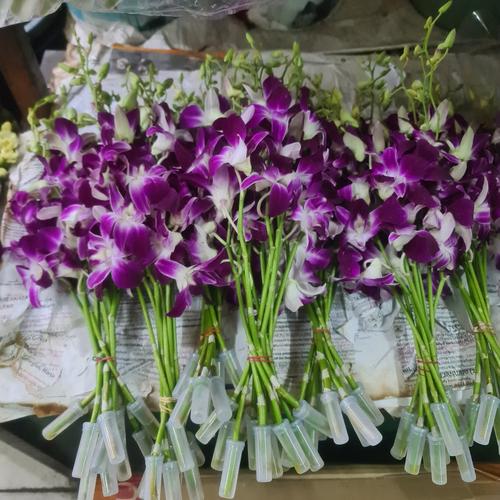 Jual Bunga Anggrek Dendrobium (Bunga Segar Jakarta) - Ungu - Jakarta ...