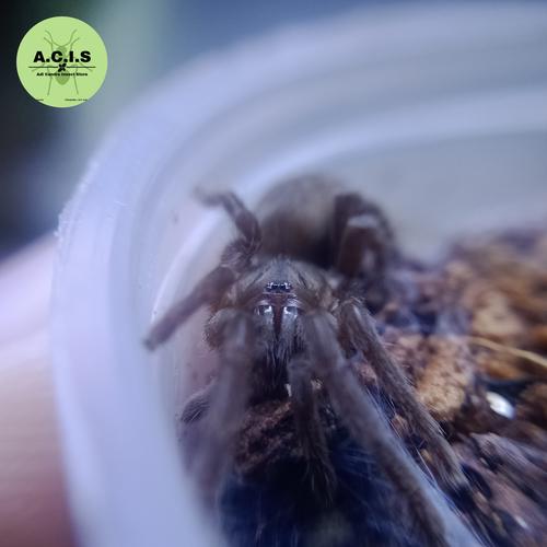 Jual Phlogiellus Cf. atriceps TARANTULA sling - Jakarta Selatan - A.C ...