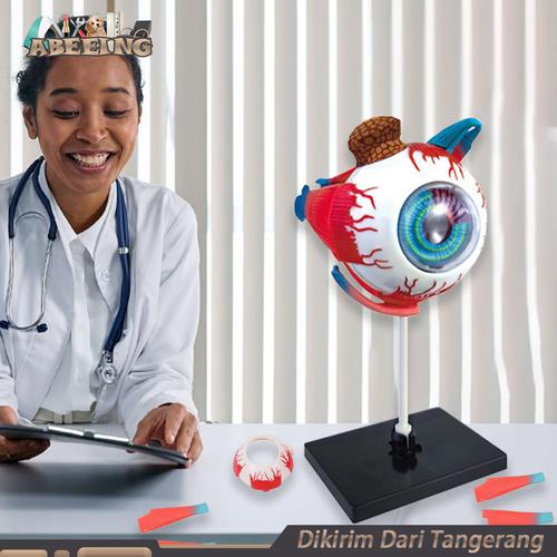 Jual Manekin Mata Model Human Body Anatomy Model Mainan Anatomi Tubuh ...