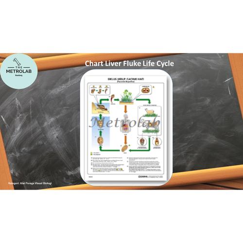 Jual Chart Liver Fluke Life Cycle | Visual Aid - Kab. Bandung ...