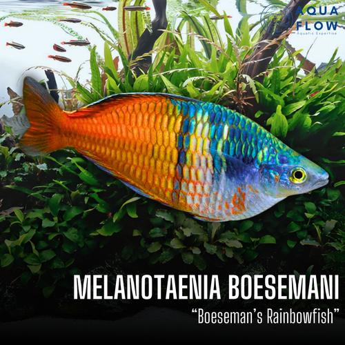 Promo Ikan Rainbow Boesemani Melanotaenia Boesemani / ikan hias ...