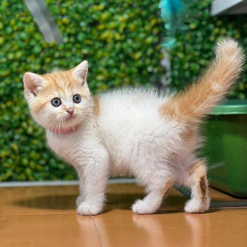 Jual Anak kucing bulu pendek muka bulat jantan - Kab. Bogor - ADOPSI ...