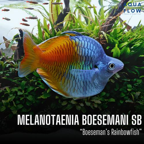 Promo Ikan Rainbow Boesemani Shortbody Melanoaenia Boesemani / ikan ...