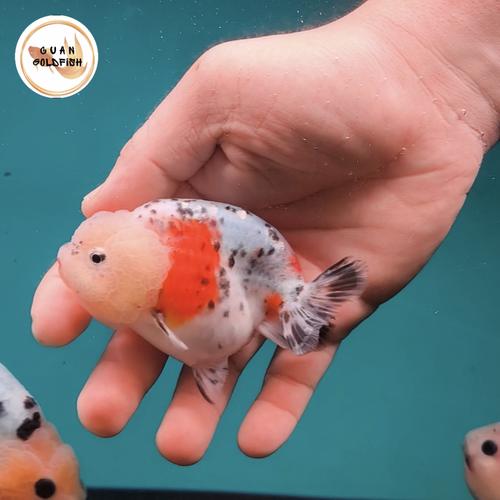 Jual Ikan Mas Koki Ranchu Gemoy Size 10,5 cm. k20 - Jakarta Barat ...
