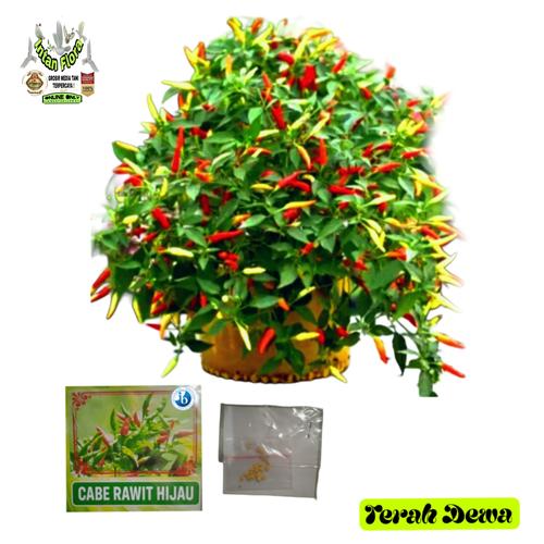 Jual Bibit Super Unggul Terah Dewa Panen Berlimpah ruah 1 Banding 5 (15 ...
