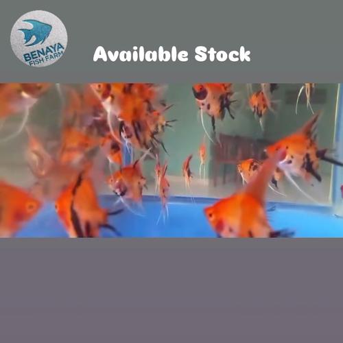 Jual ikan manfish red devil std uk 4 Centimeter - Kab. Bogor - Benaya ...