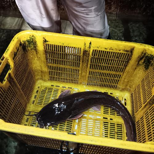 Jual IKAN LELE JUMBO 1 EKOR BERAT 4-5Kg - Jakarta Selatan - ikan segar ...