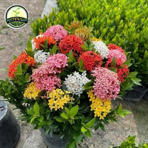 Jual TANAMAN HIAS BUNGA ASOKA VARIAN WARNA - TANAMAN SOKA - Putih - Kab ...