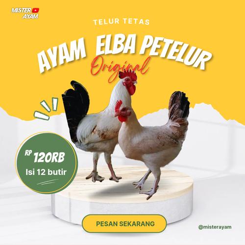 Jual TELUR AYAM ELBA PETELUR ISI 12 - Kab. Karawang - Mister Ayam ...
