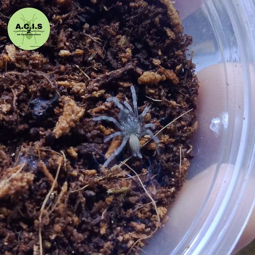Jual Phlogiellus /phlogiellus Sp. Tarantula Sling - Jakarta Selatan - A ...