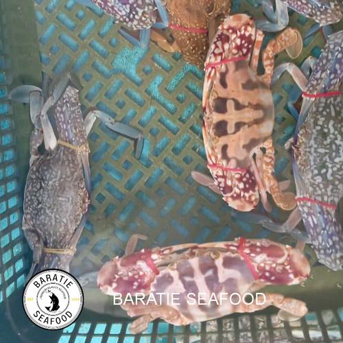 Jual Kepiting Rajungan Fresh Frozen/ Kepiting Rajungan Frozen - 500 Gr ...