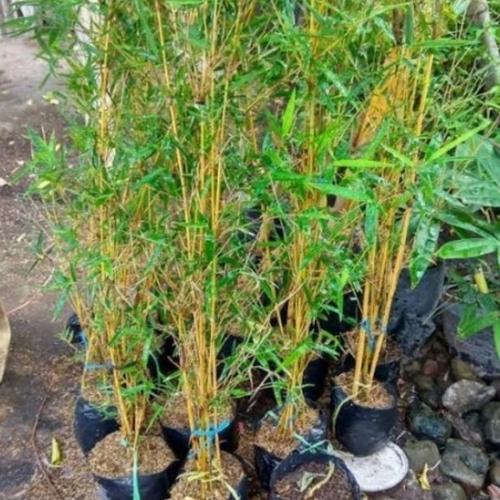 Promo pohon pring kuning /bambu kuning/tanaman bambu kuning - Jakarta ...