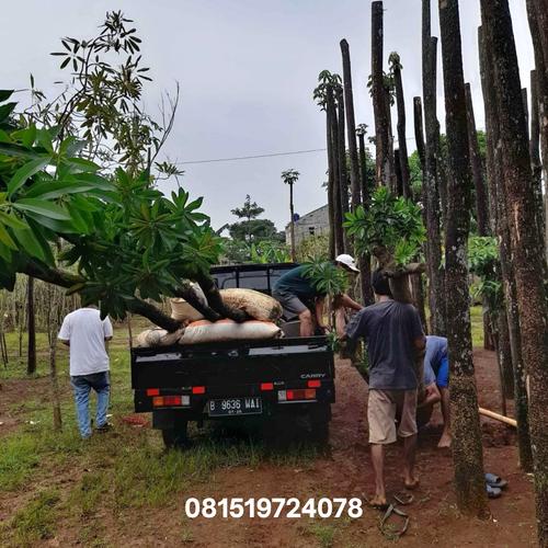 Jual Tanaman pulai hitam tunggal / tanaman pule - Kab. Bogor - flower ...