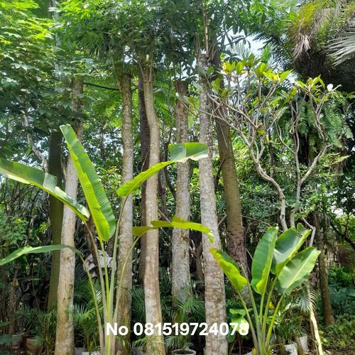 Jual Tanaman pule putih / tanaman pulai putih tunggal - Kab. Bogor ...