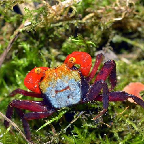 Jual Kepiting Rainbow Rouxi Vampire Crab Geosesarma Rouxi / Kepiting ...