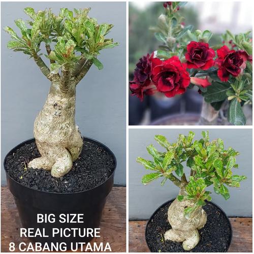 Jual Adenium Tumpuk Kamboja Jenis ID AMATA BIG SIZE REAL PICTURE POHON ...